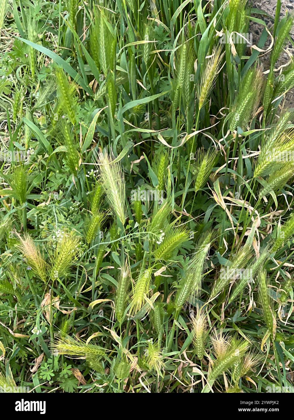 wall barley (Hordeum murinum Stock Photo - Alamy