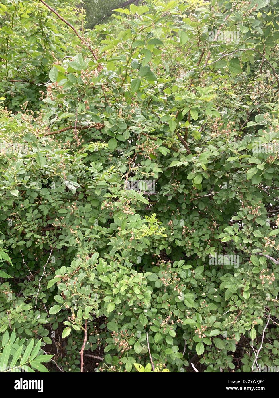 multiflora rose (Rosa multiflora Stock Photo - Alamy