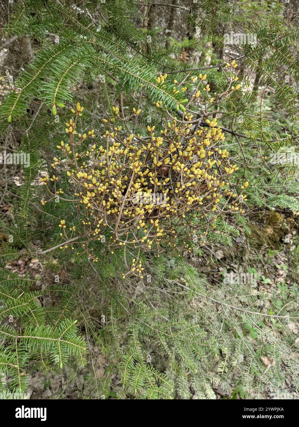 spruce witch's broom rust (Chrysomyxa arctostaphyli Stock Photo - Alamy