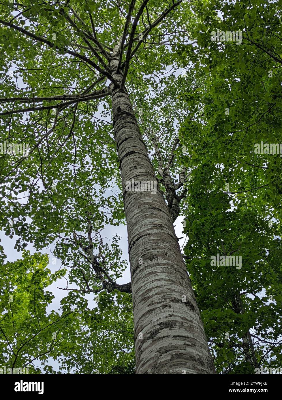 bigtooth aspen (Populus grandidentata Stock Photo - Alamy