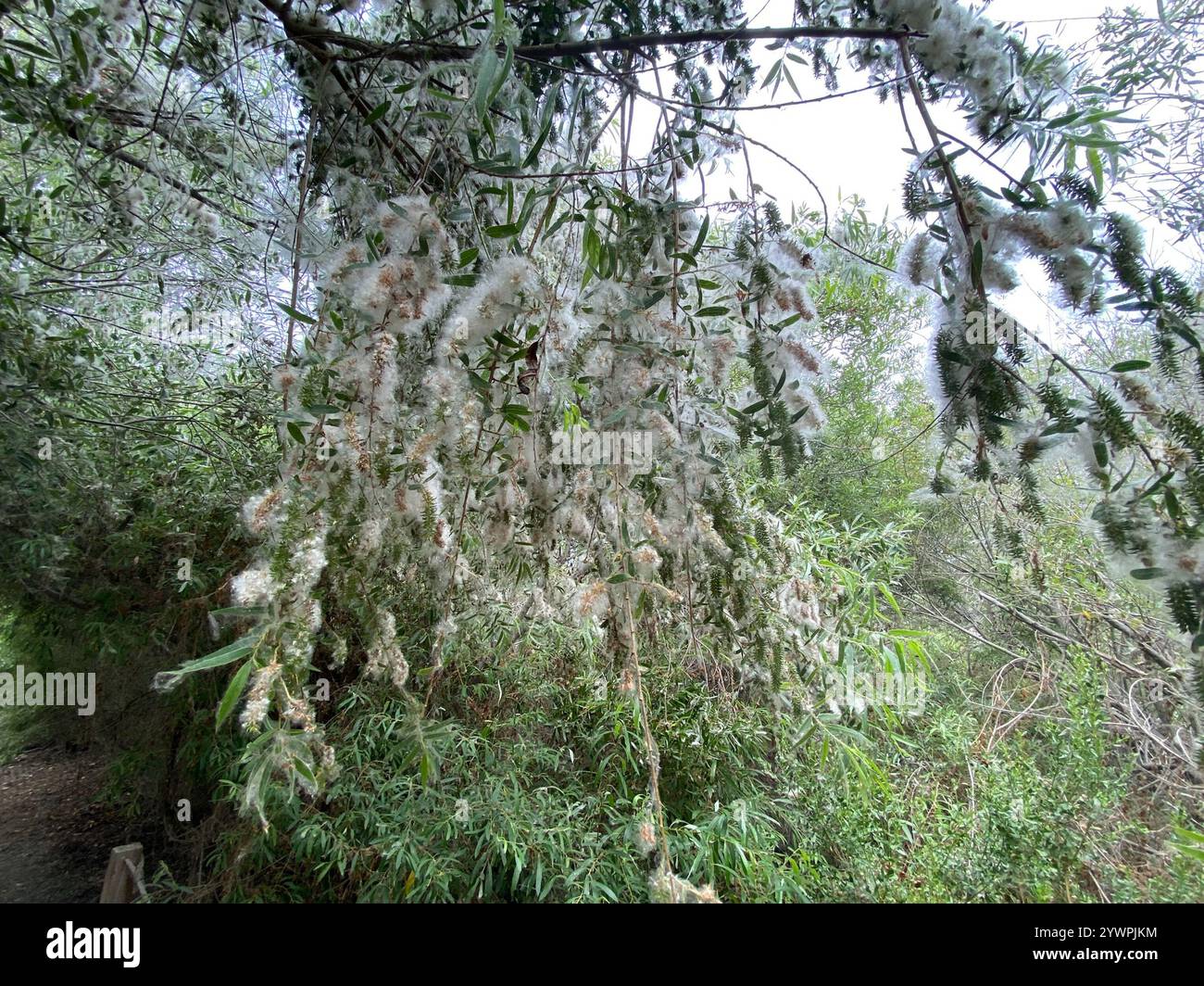 Goodding's willow (Salix gooddingii Stock Photo - Alamy