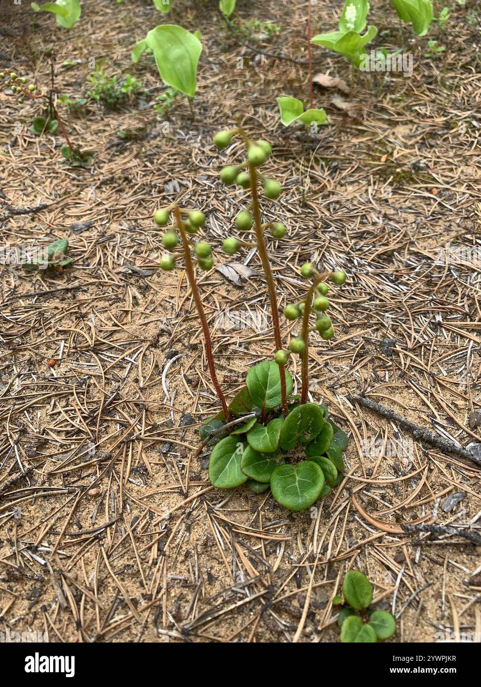 green-flowered wintergreen (Pyrola chlorantha Stock Photo - Alamy