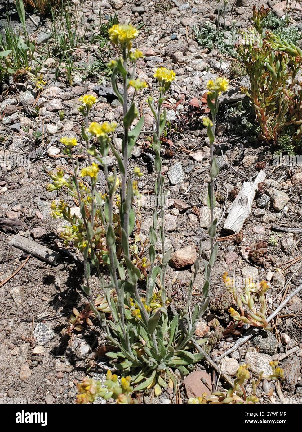 desert madwort (Alyssum desertorum Stock Photo - Alamy