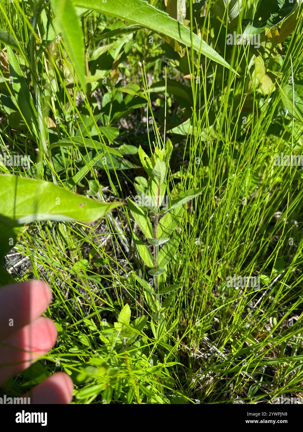 Culver's root (Veronicastrum virginicum Stock Photo - Alamy