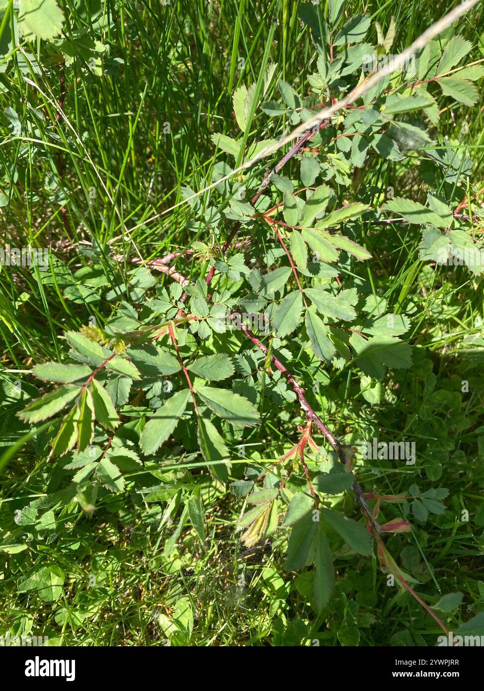 Red-leaved Rose (Rosa glauca Stock Photo - Alamy