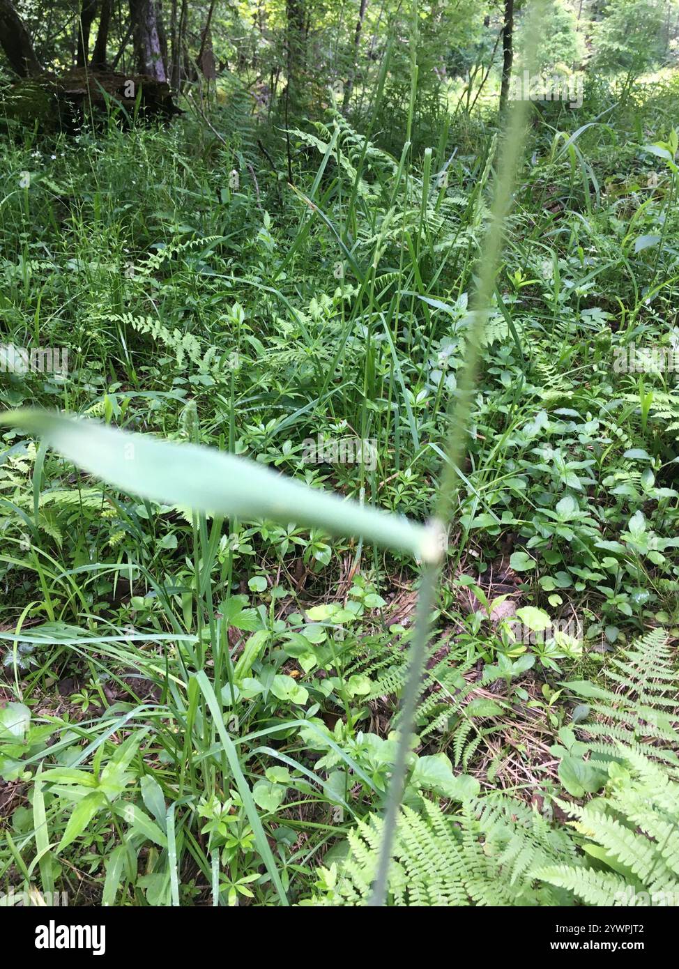 Wood Millet (Milium effusum Stock Photo - Alamy