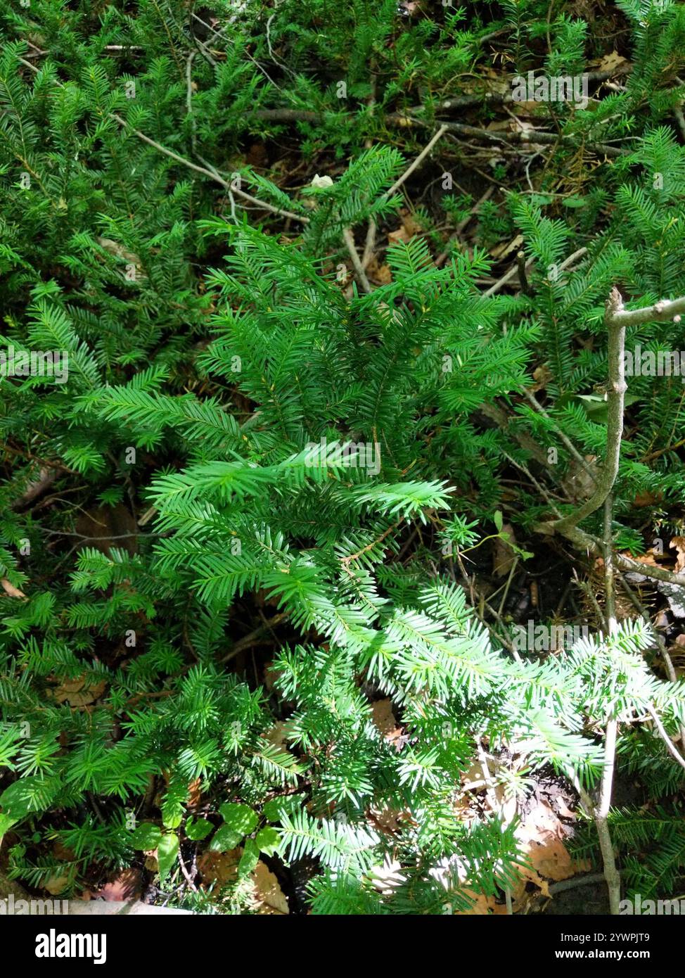 Canada yew (Taxus canadensis Stock Photo - Alamy