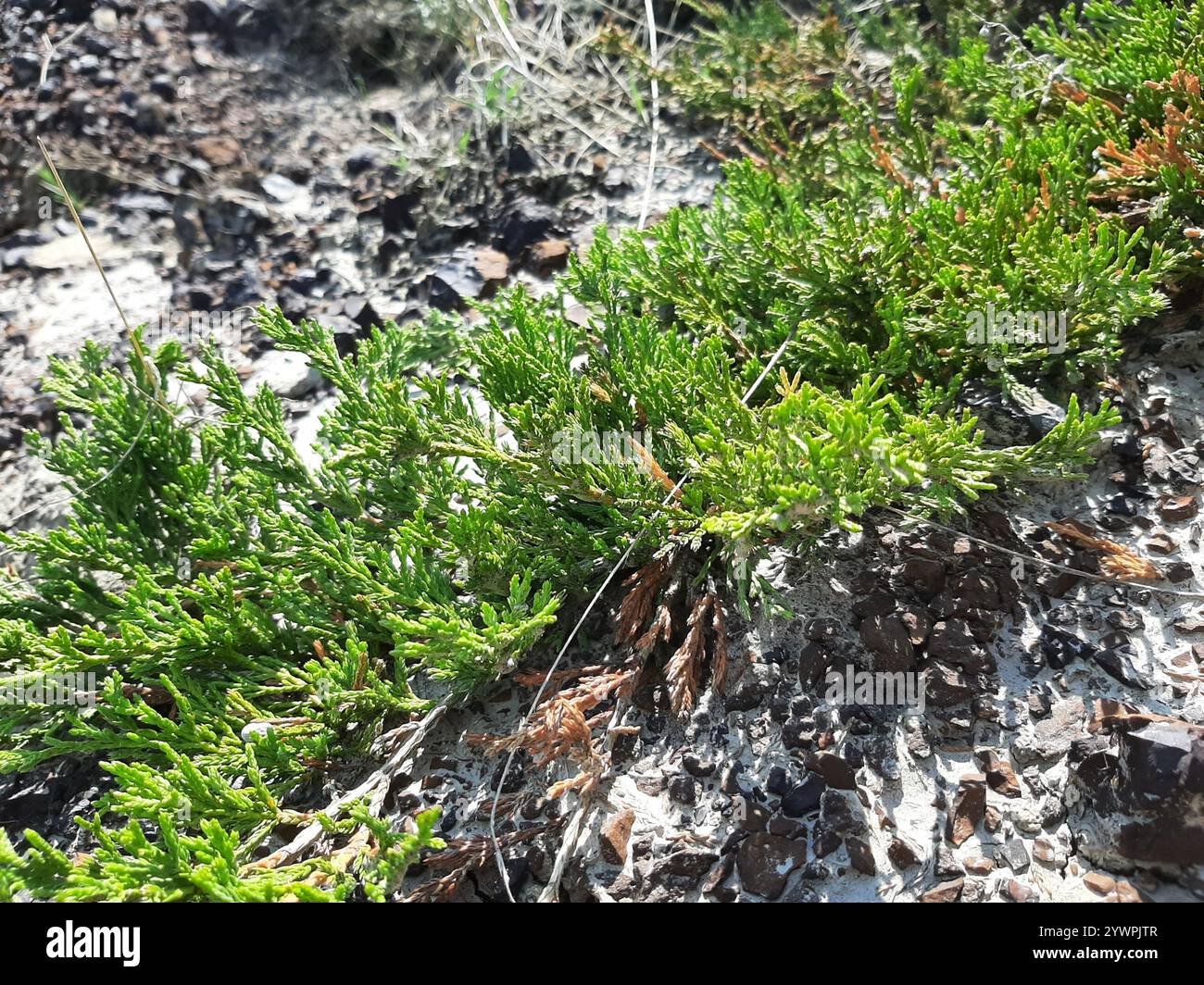 creeping juniper (Juniperus horizontalis Stock Photo - Alamy