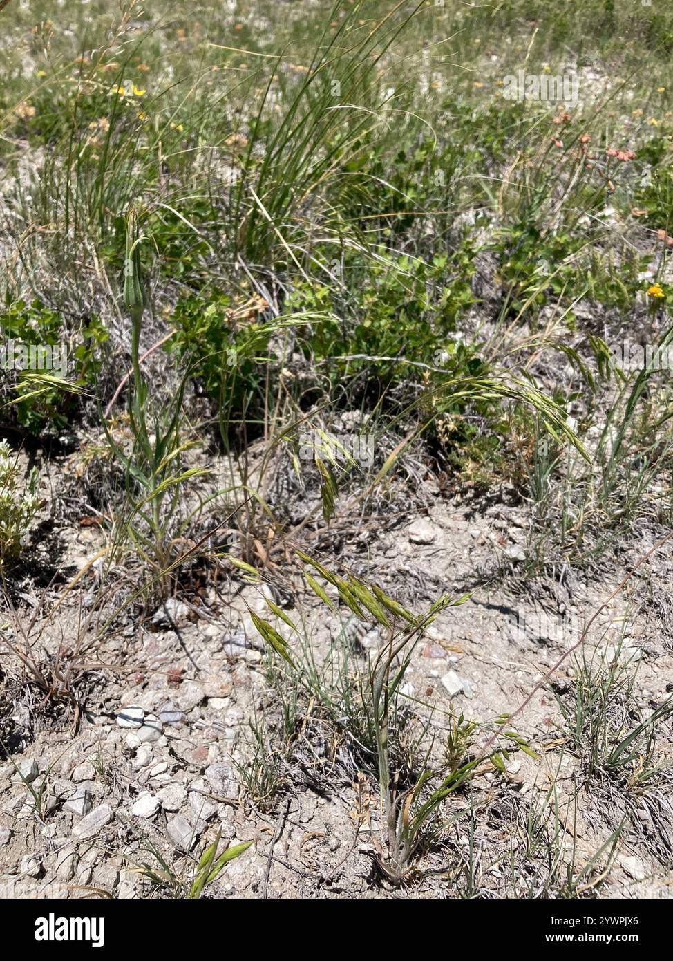 Japanese brome (Bromus japonicus Stock Photo - Alamy