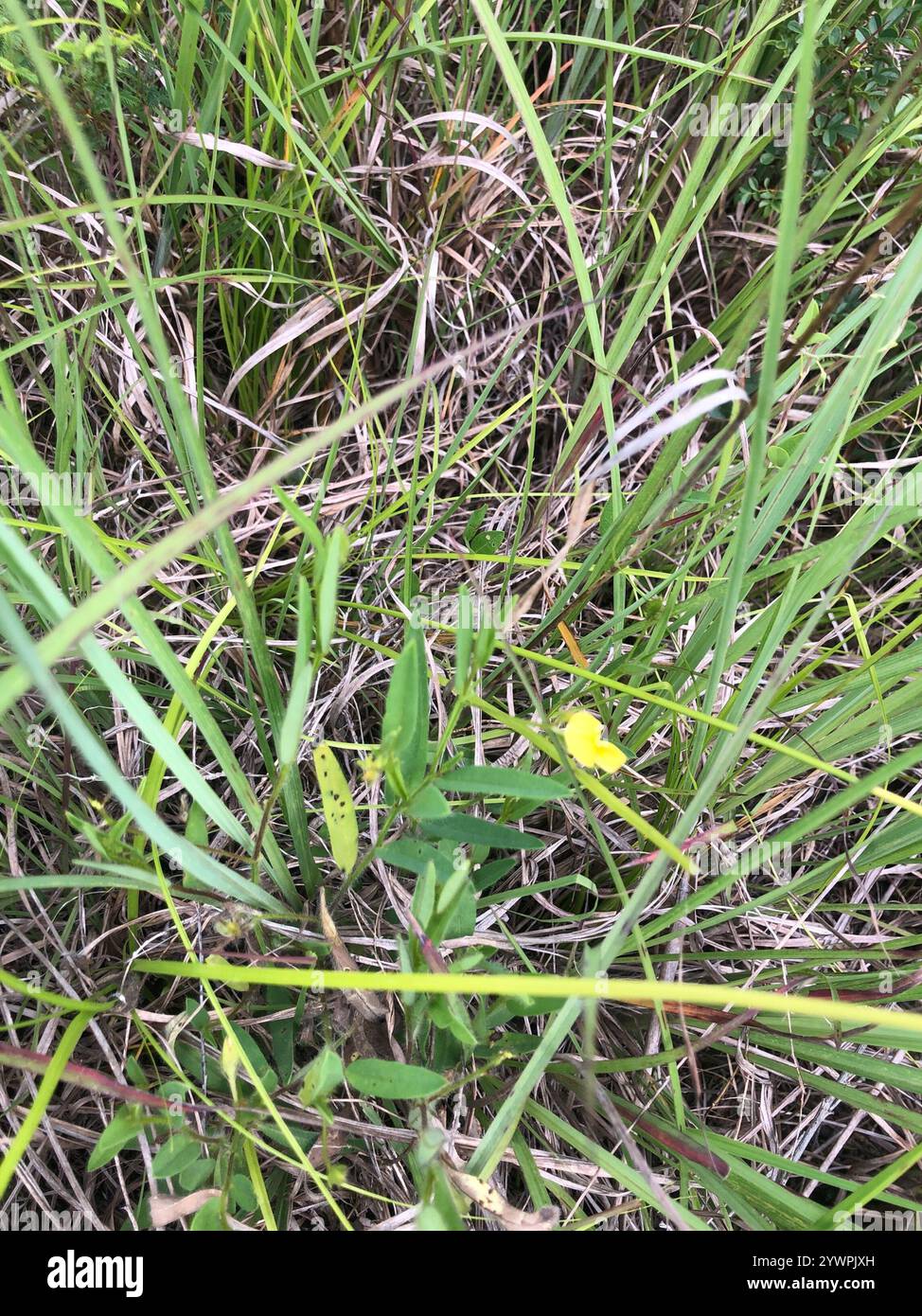 arrowhead rattlebox (Crotalaria sagittalis Stock Photo - Alamy