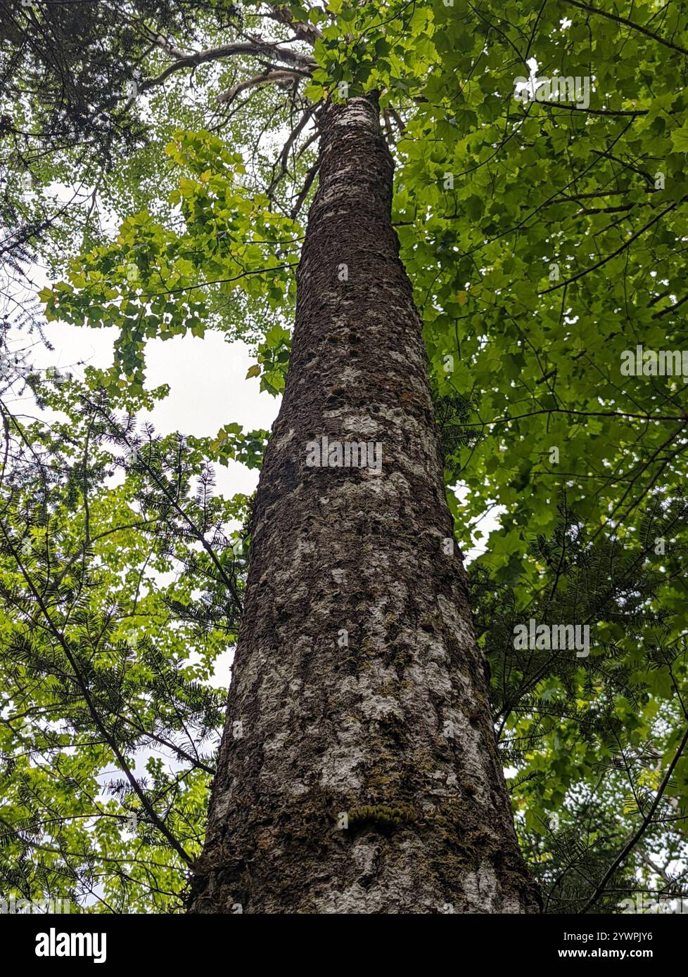 trembling aspen (Populus tremuloides Stock Photo - Alamy