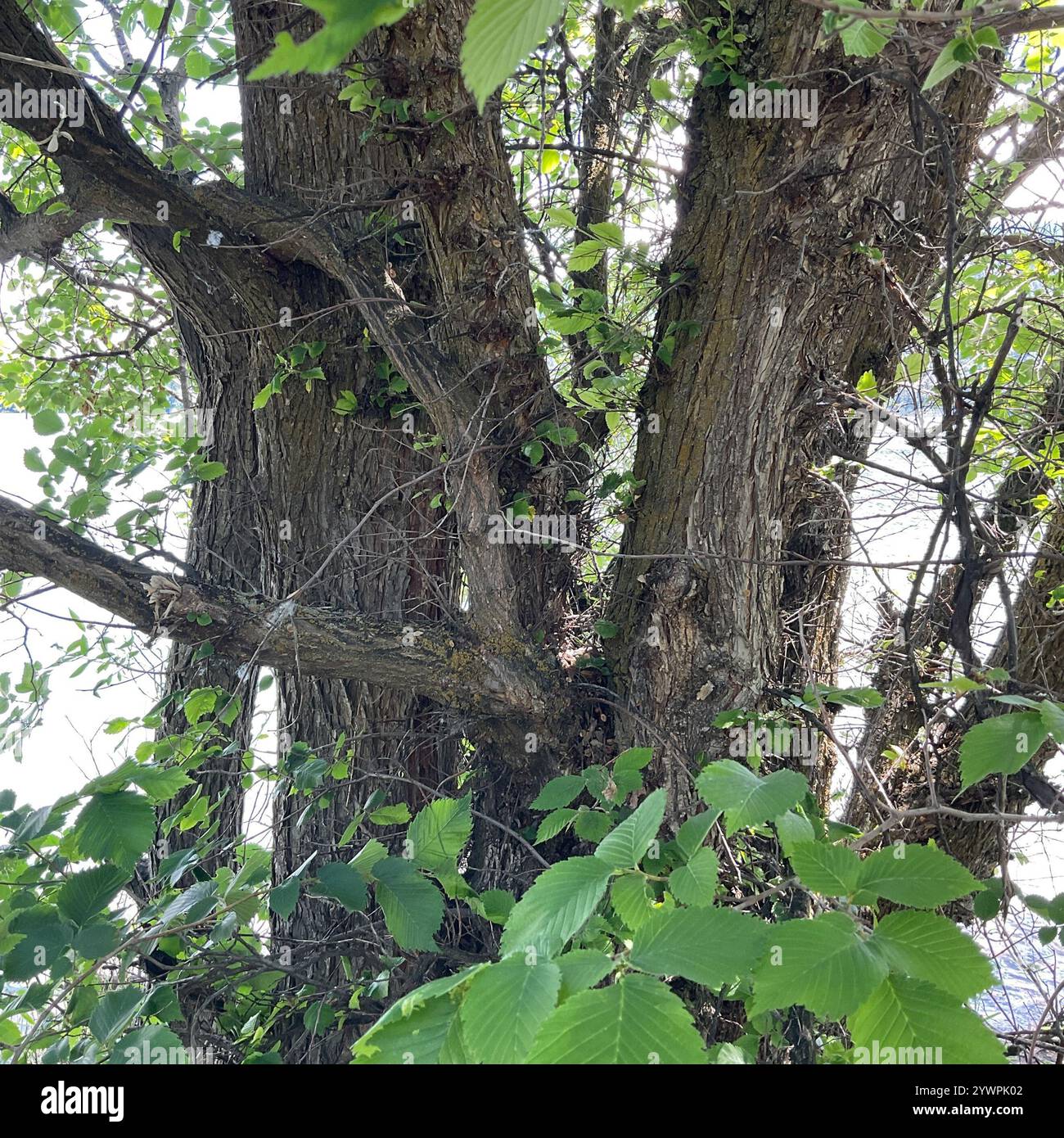 American elm (Ulmus americana Stock Photo - Alamy