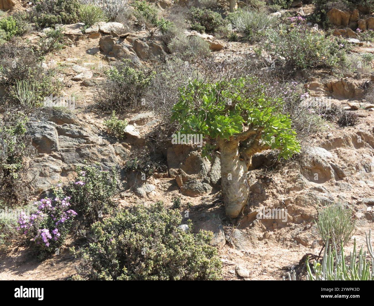 Botterboom (Tylecodon paniculatus Stock Photo - Alamy
