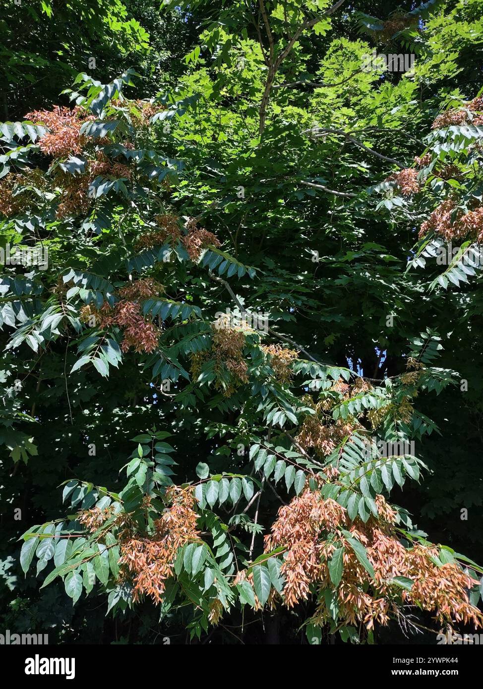 tree-of-heaven (Ailanthus altissima Stock Photo - Alamy