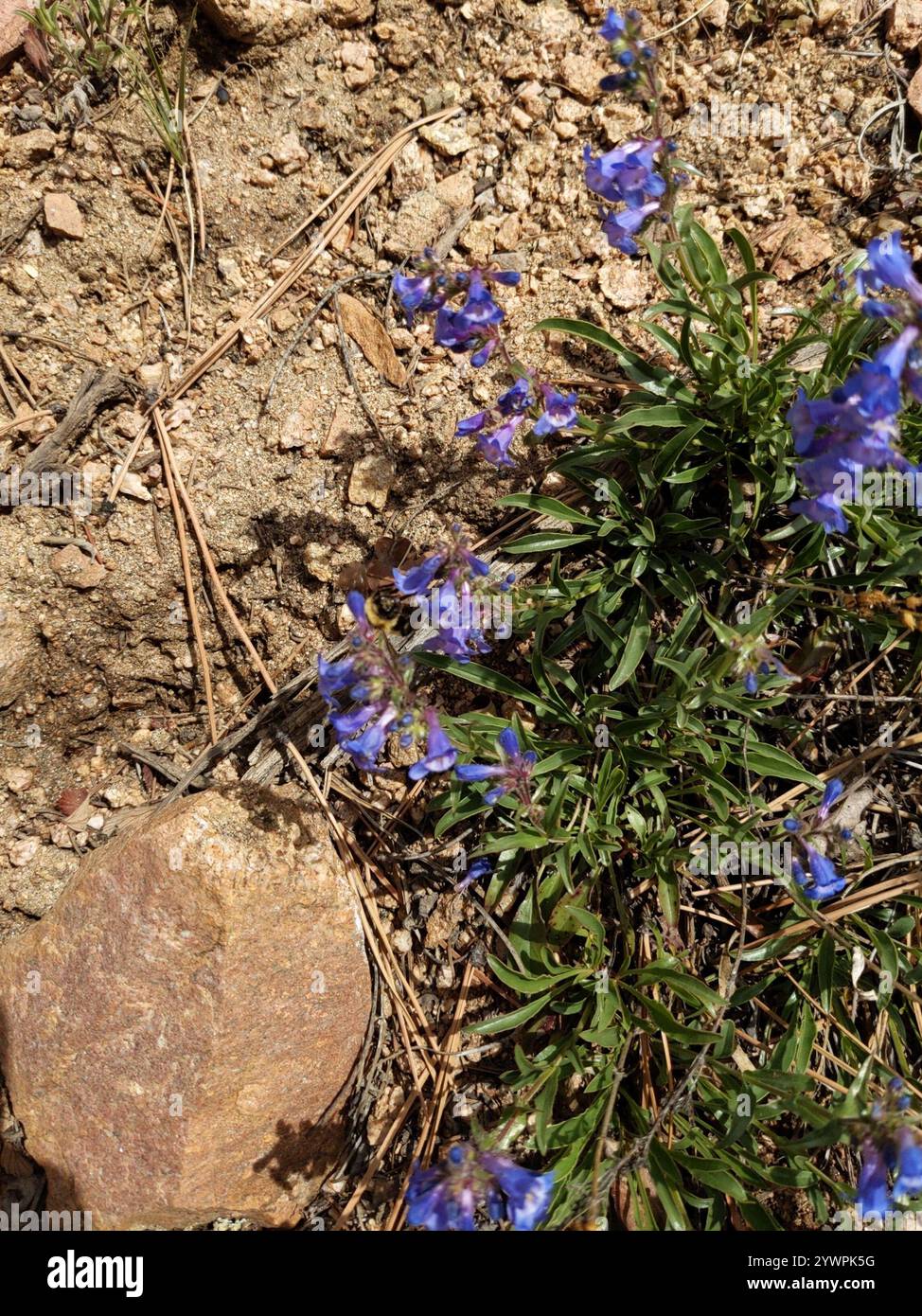 Great Basin Bumble Bee (Bombus centralis Stock Photo - Alamy