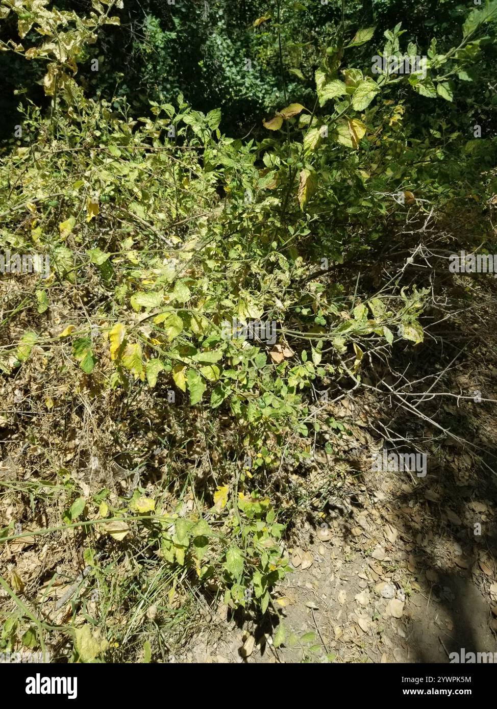 purple nightshade (Solanum xanti Stock Photo - Alamy