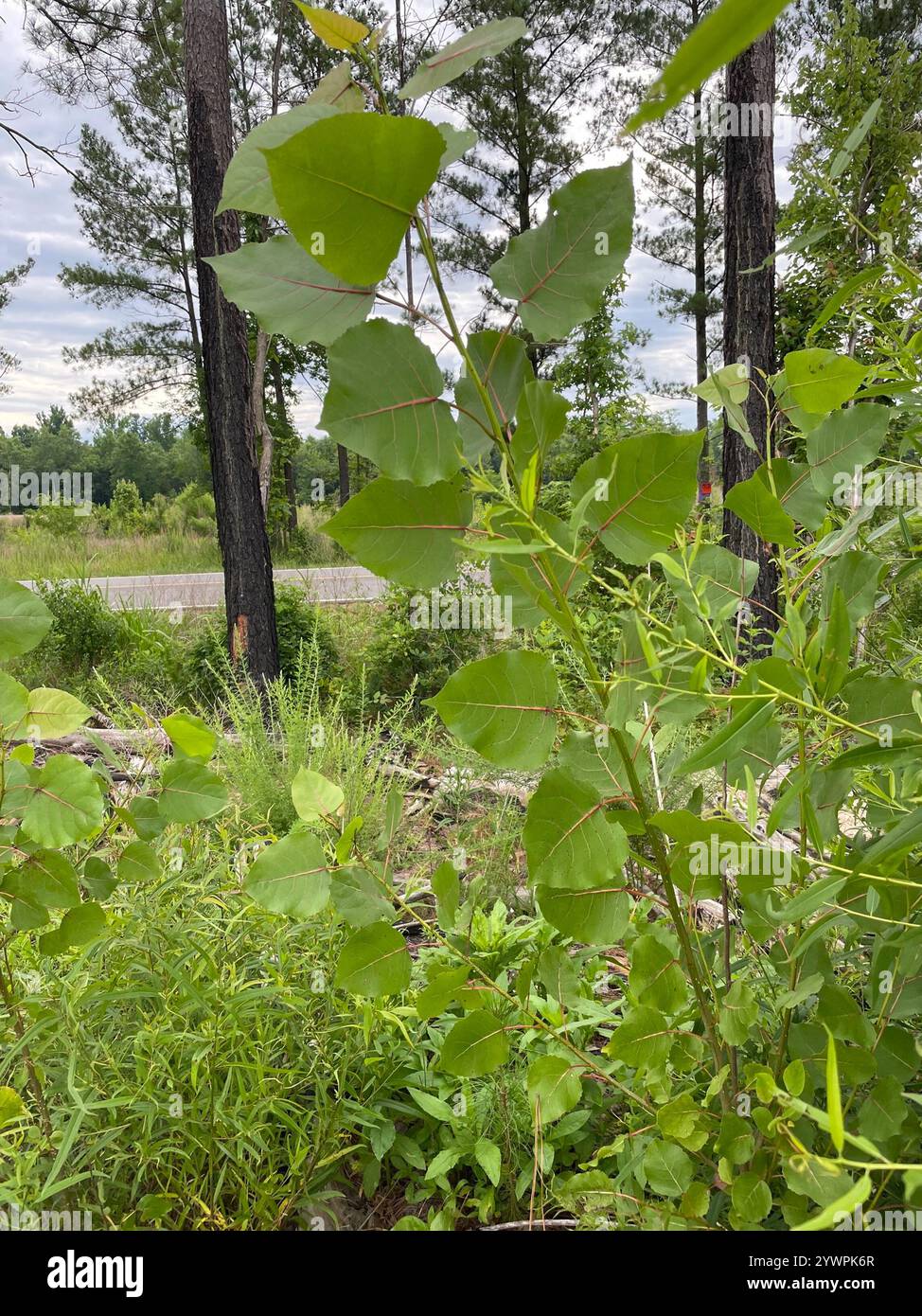 Eastern Cottonwood (Populus deltoides Stock Photo - Alamy