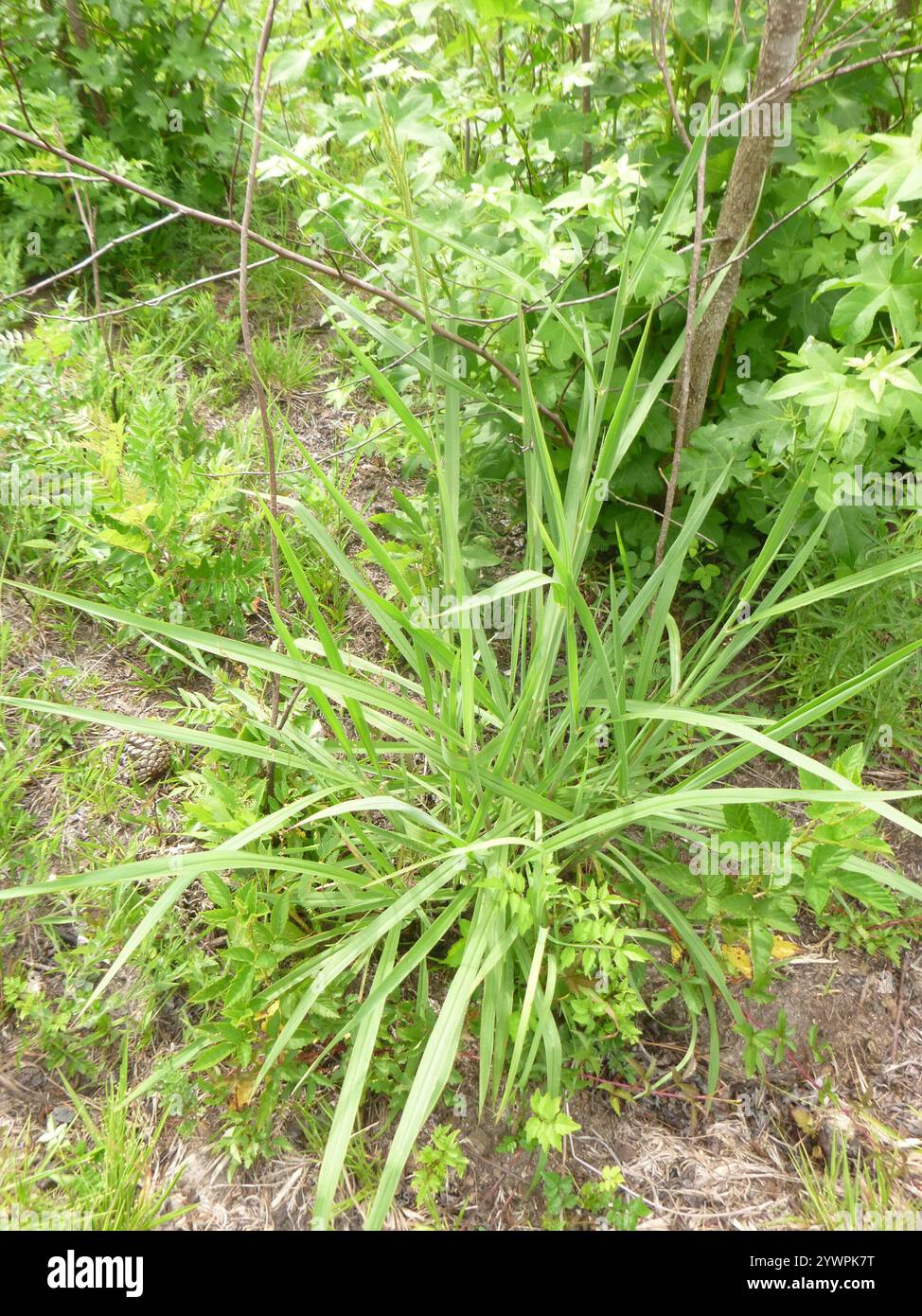 Vasey Grass (Paspalum urvillei Stock Photo - Alamy