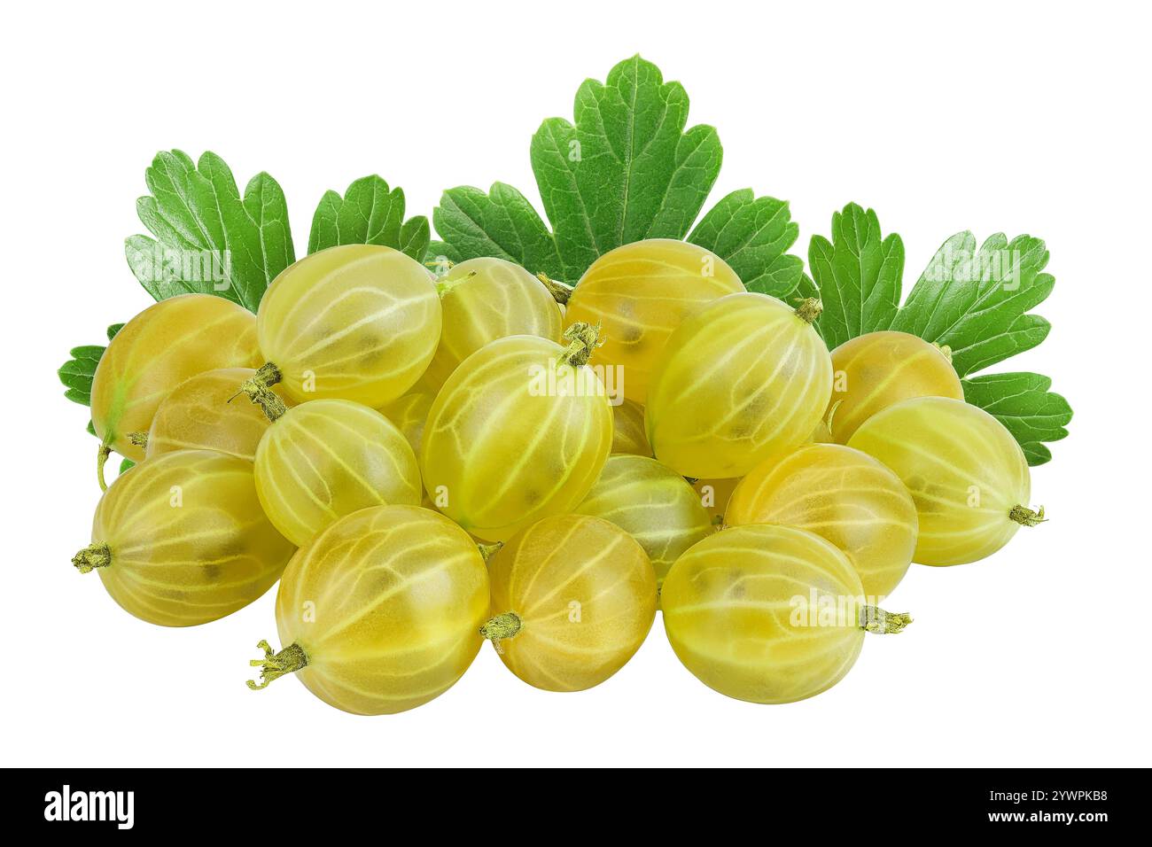Green gooseberry isolated on white background with full depth of field ...