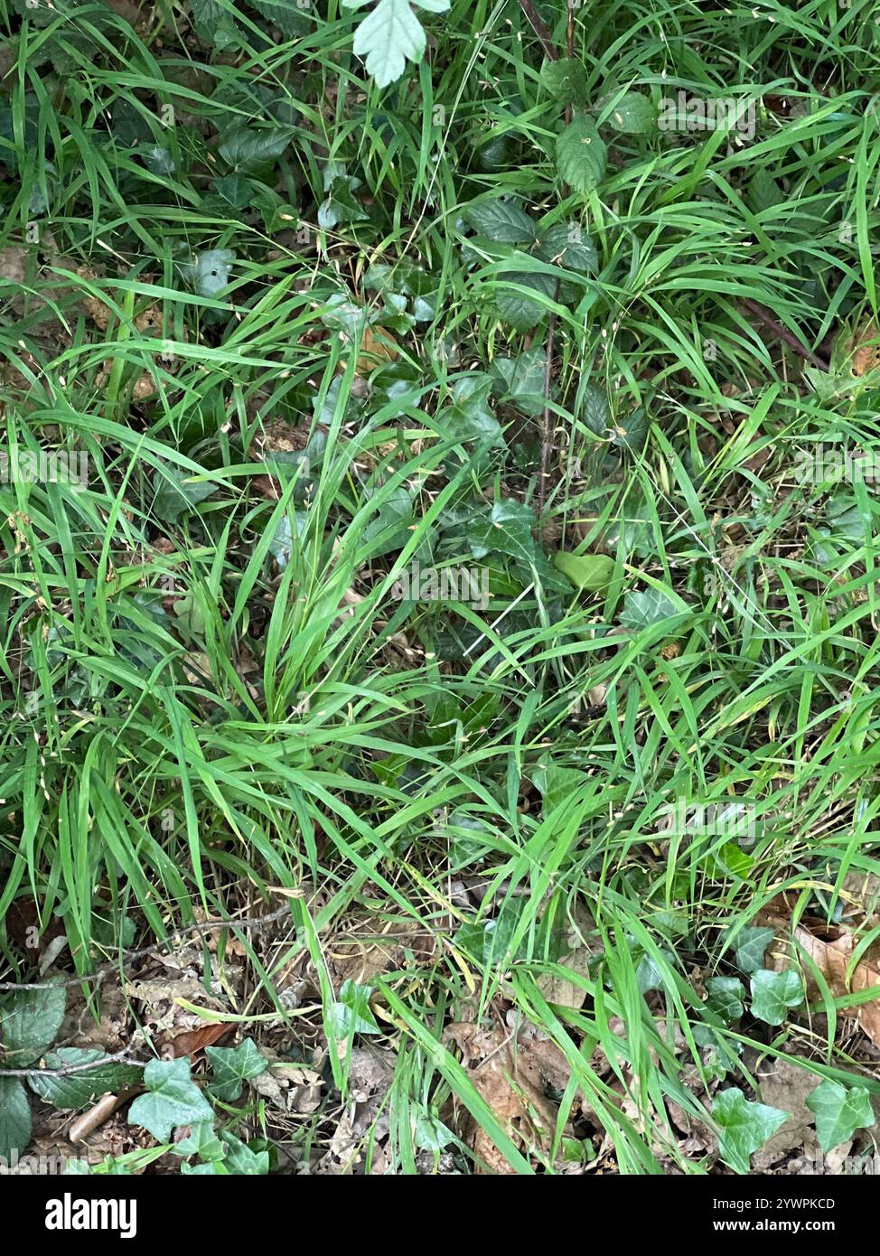 Wood melick, melica uniflora hi-res stock photography and images - Alamy