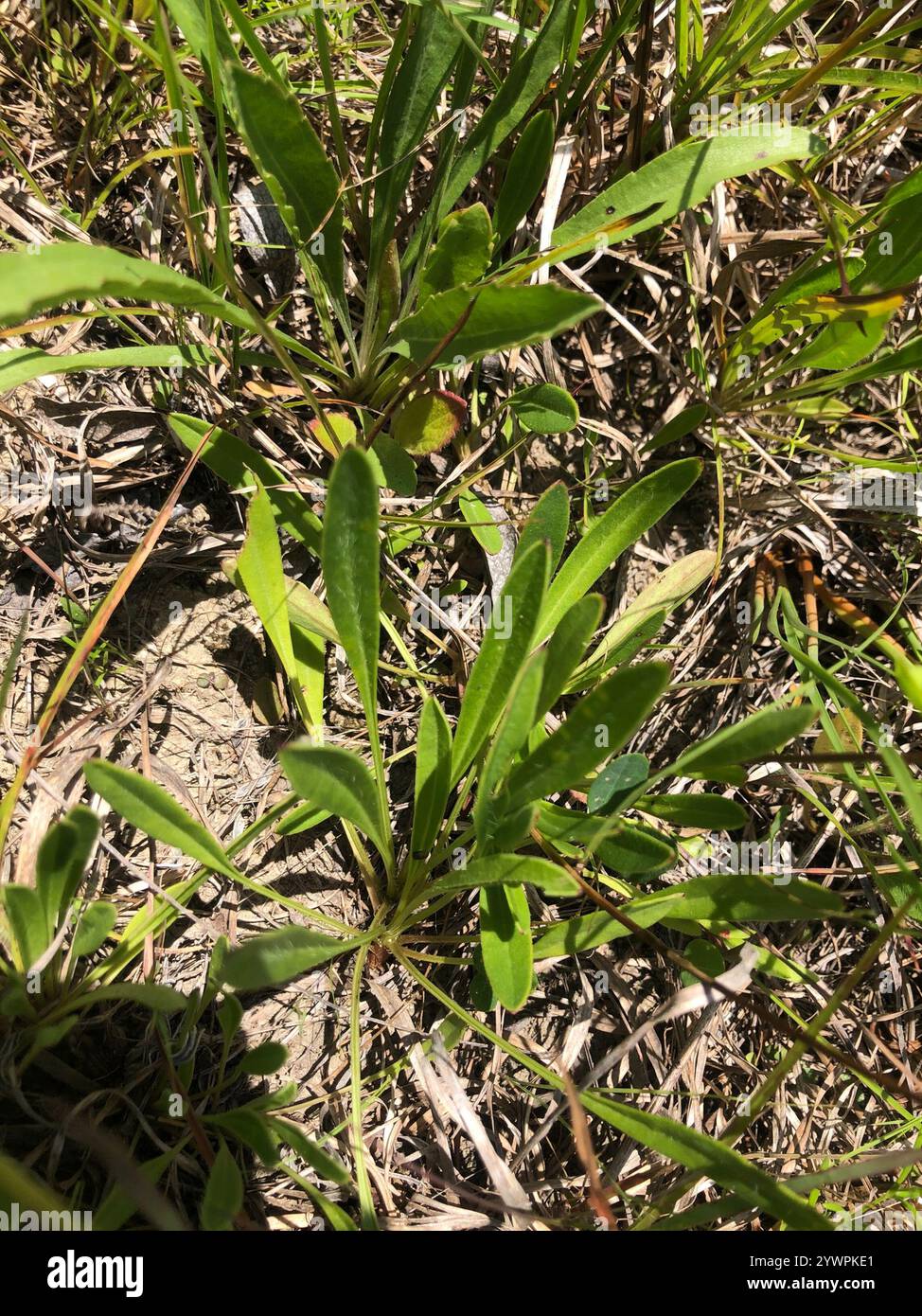 Lance-leaved Coreopsis (Coreopsis lanceolata Stock Photo - Alamy