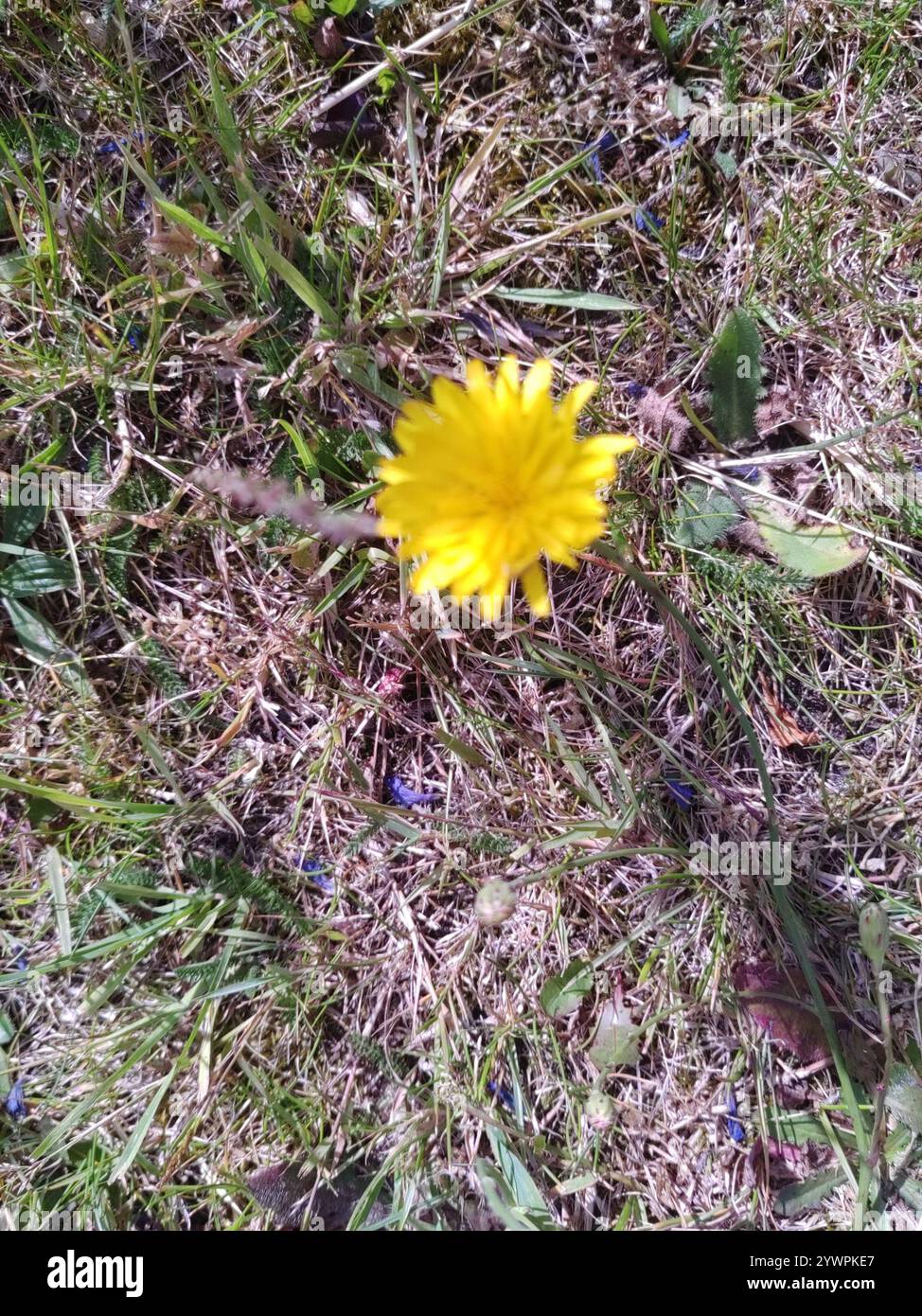 Beaked Hawksbeard (Crepis vesicaria Stock Photo - Alamy