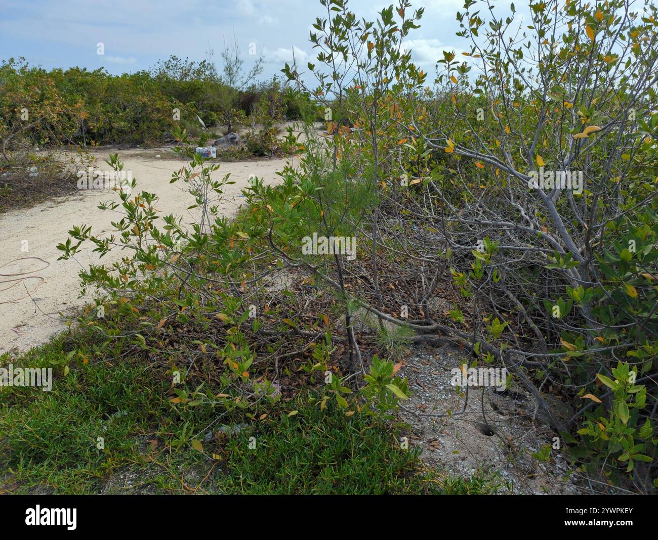 Beach Sheoak (Casuarina equisetifolia Stock Photo - Alamy