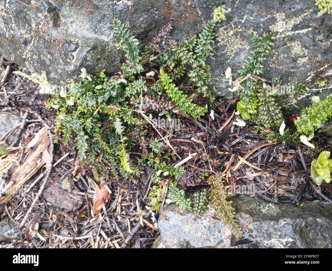lace lip fern (Myriopteris gracillima Stock Photo - Alamy