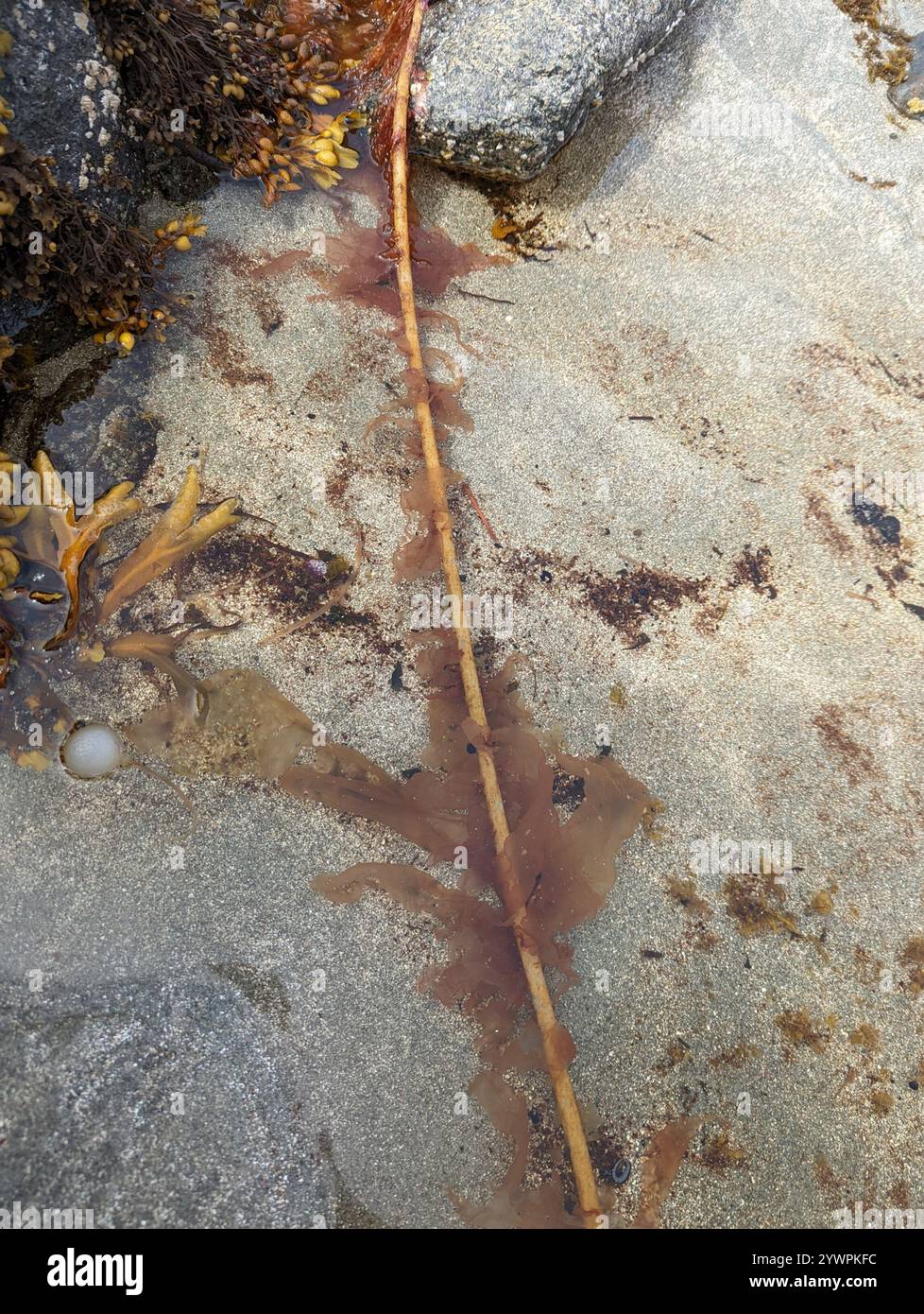 Bull Kelp Nori (Pyropia nereocystis Stock Photo - Alamy