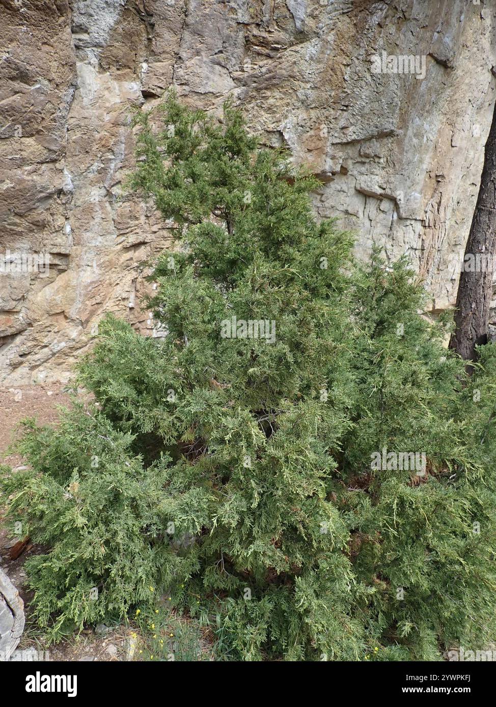Rocky Mountain Juniper (Juniperus scopulorum Stock Photo - Alamy