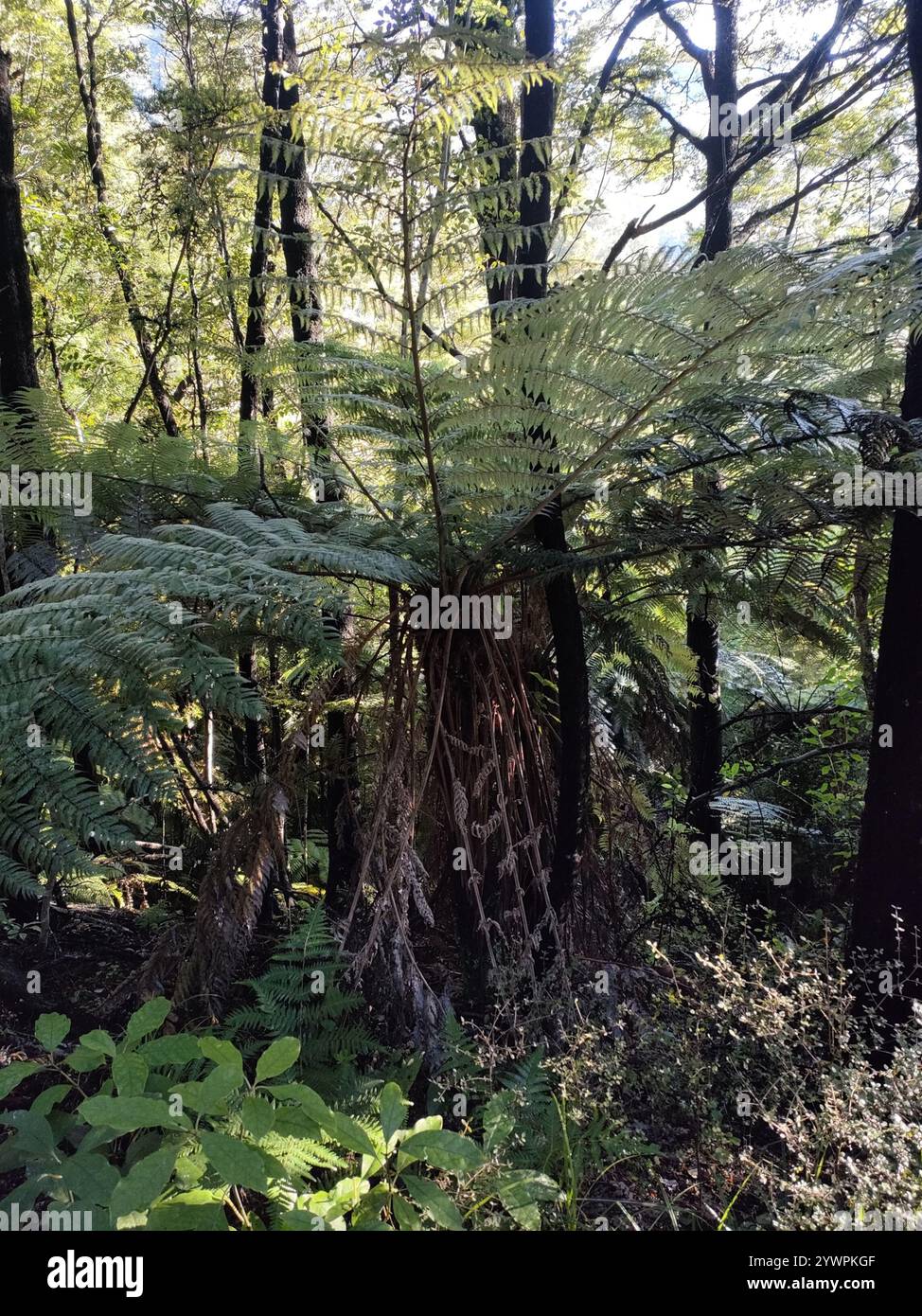 silver fern (Cyathea dealbata Stock Photo - Alamy