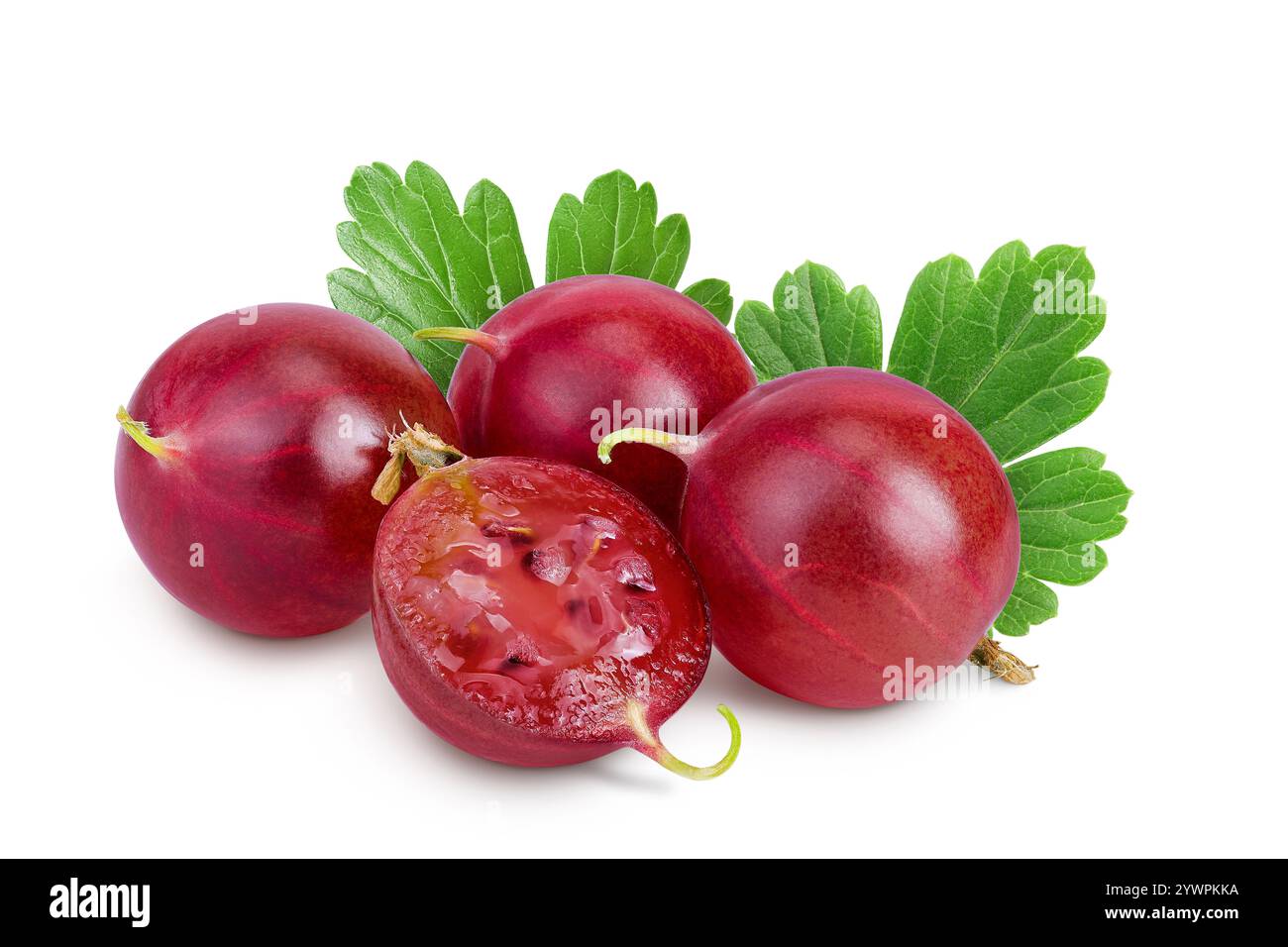 Red gooseberry isolated on white background with full depth of field ...