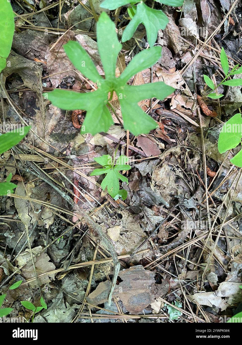 three-lobed violet (Viola palmata Stock Photo - Alamy