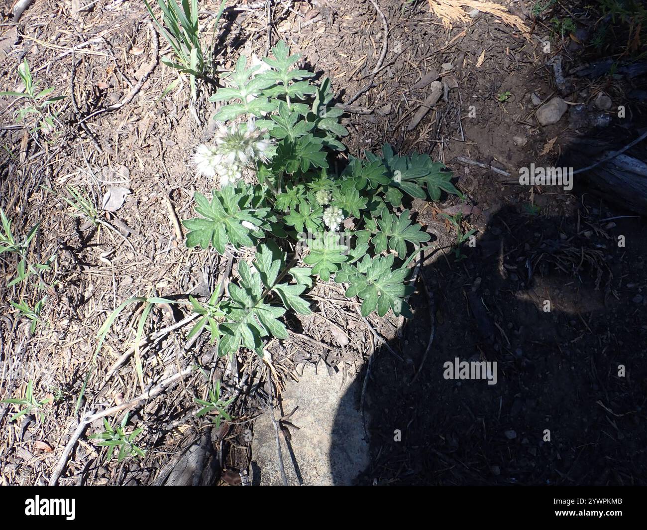western waterleaf (Hydrophyllum occidentale Stock Photo - Alamy