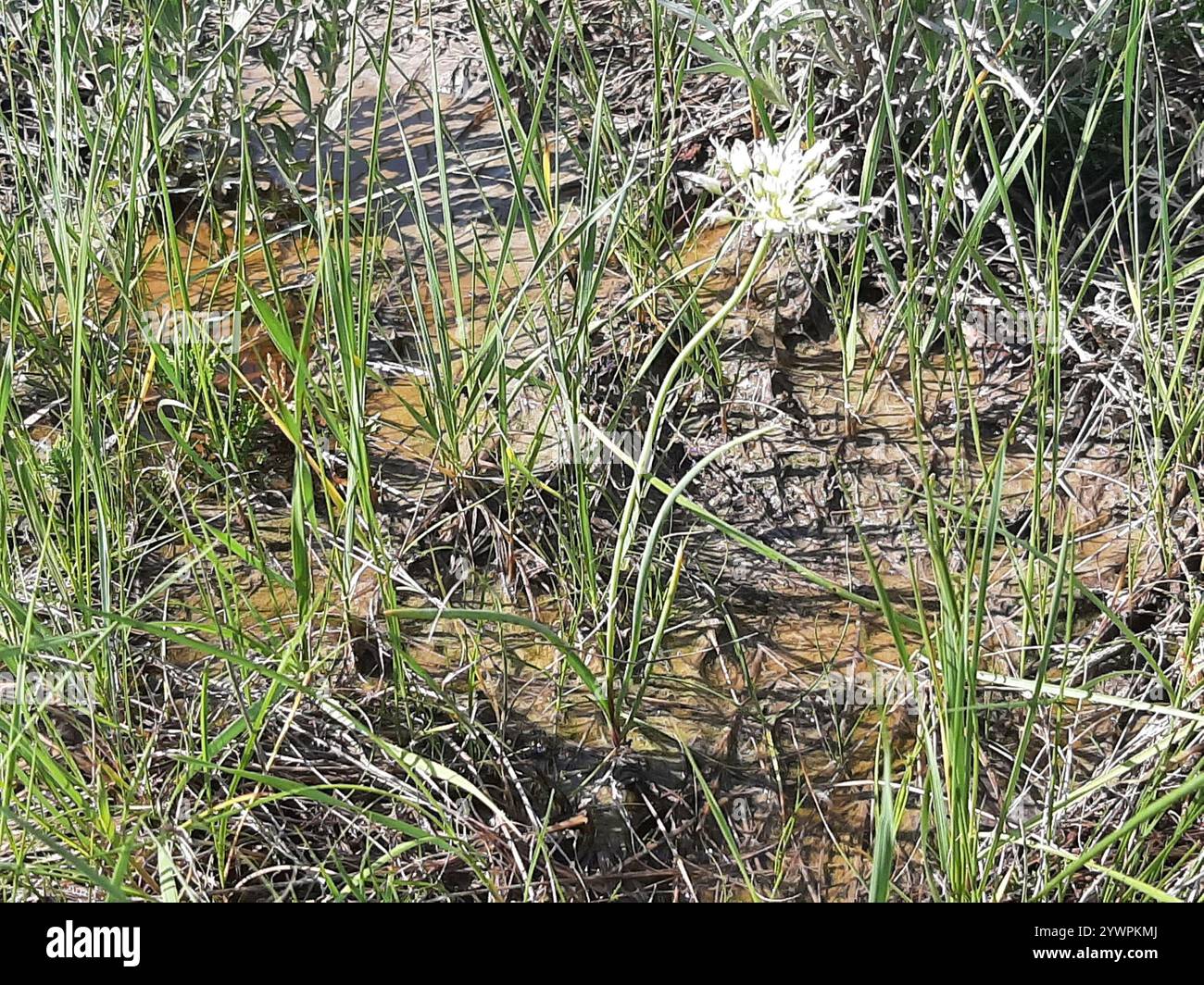 Textile onion (Allium textile Stock Photo - Alamy
