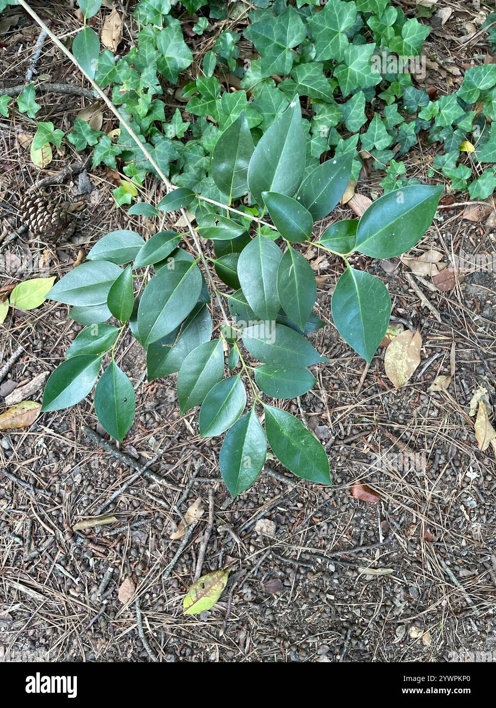 tree privet (Ligustrum lucidum Stock Photo - Alamy