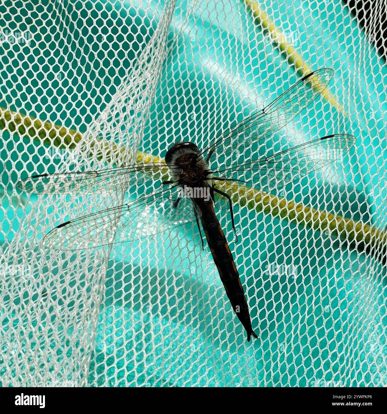Common Baskettail (Epitheca cynosura Stock Photo - Alamy