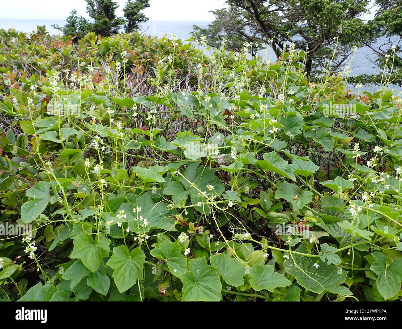 coastal manroot (Marah oregana Stock Photo - Alamy
