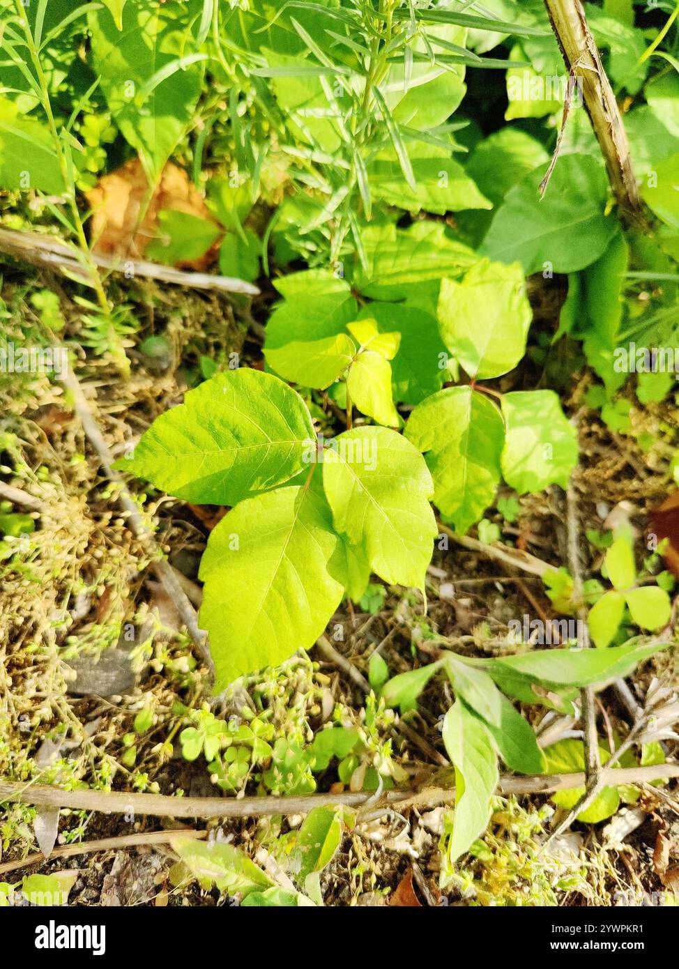 eastern poison ivy (Toxicodendron radicans Stock Photo - Alamy