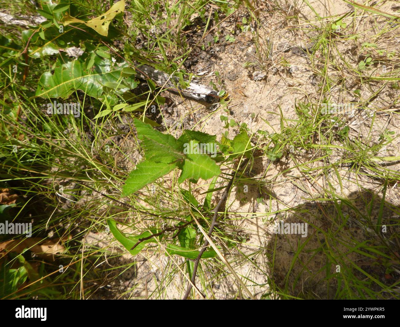 southern crabapple (Malus angustifolia Stock Photo - Alamy