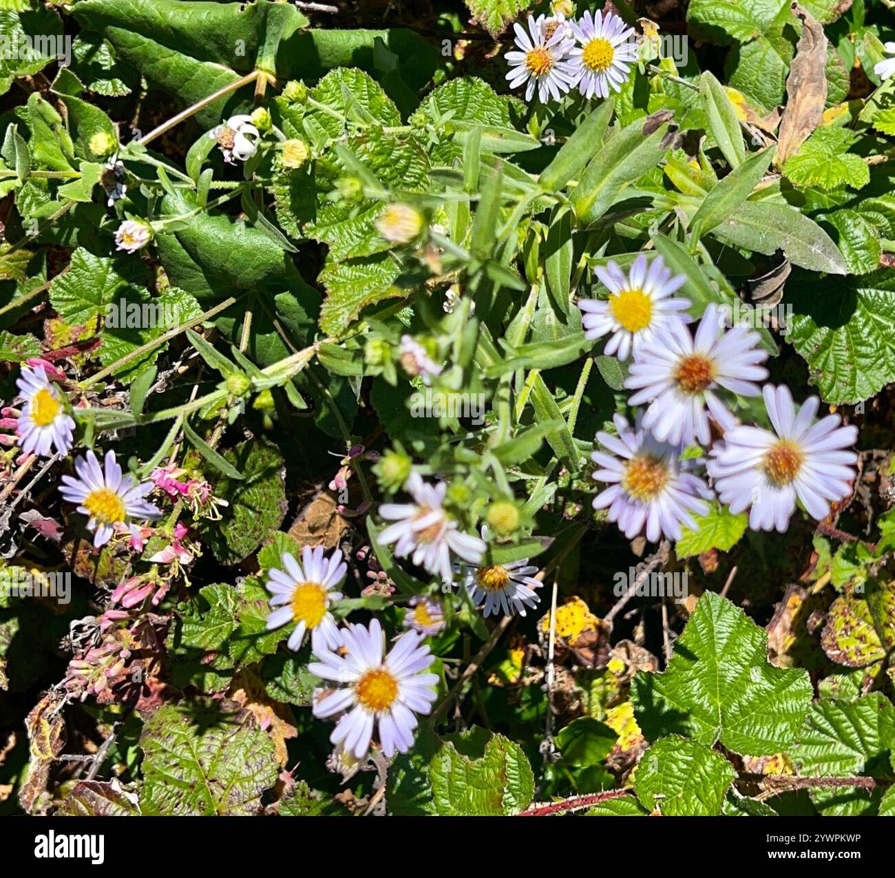 Pacific Aster (Symphyotrichum chilense Stock Photo - Alamy