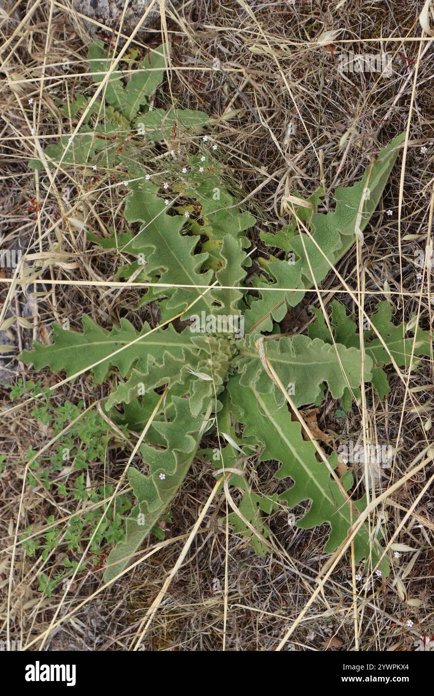 Mullein verbascum sinuatum hi-res stock photography and images - Alamy