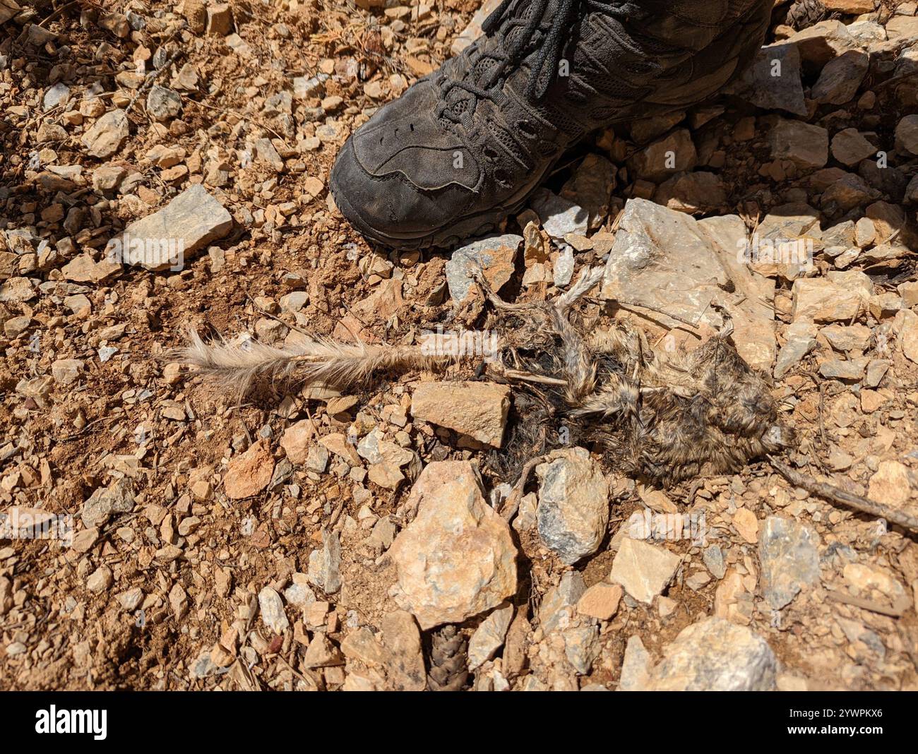 Bushy-tailed Woodrat (Neotoma cinerea Stock Photo - Alamy