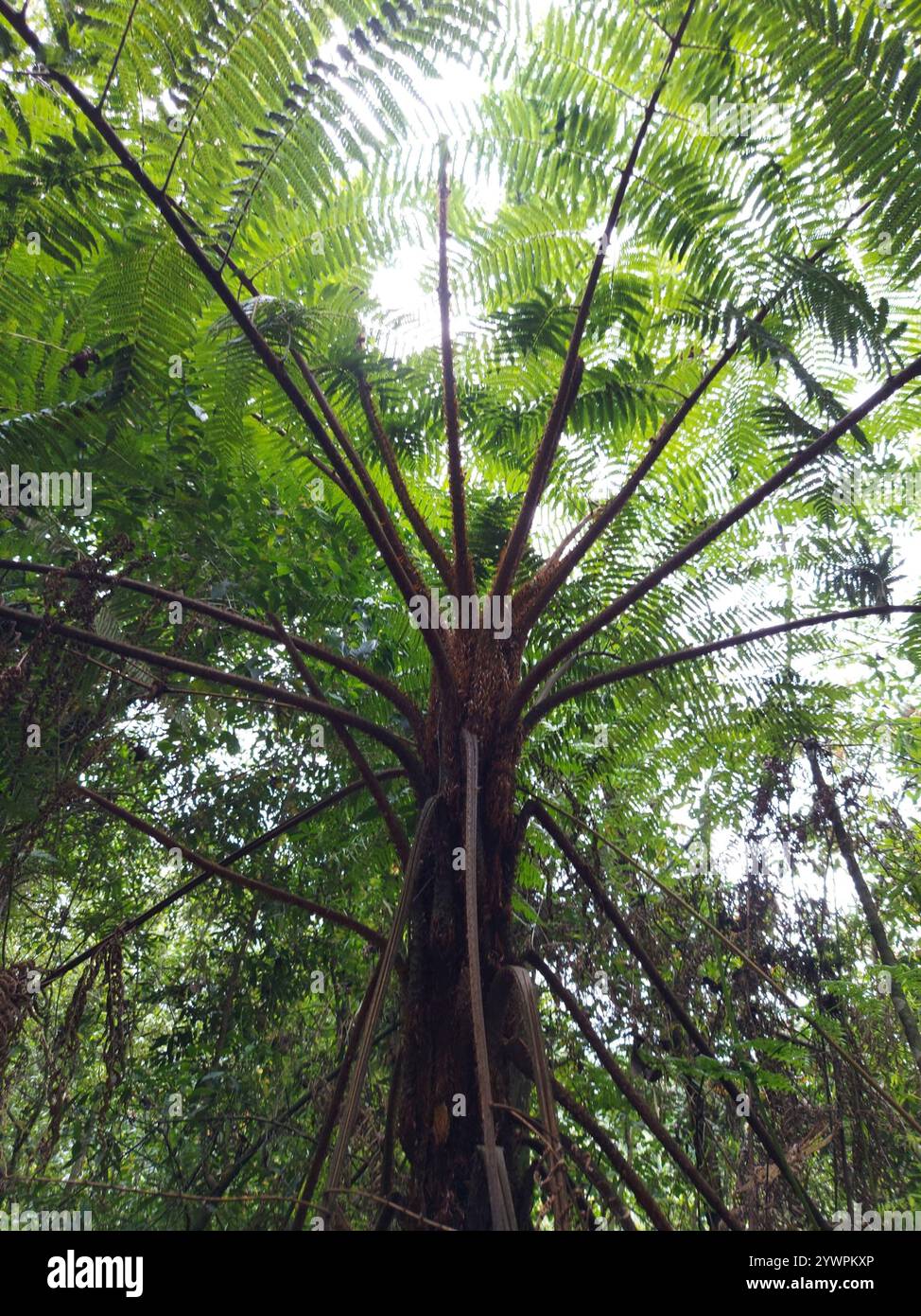 Flying Spider Monkey Tree Fern (Sphaeropteris lepifera Stock Photo - Alamy
