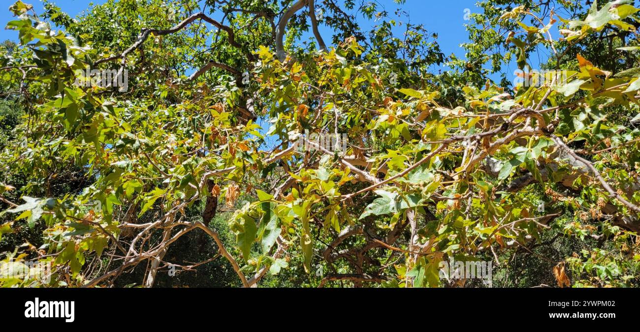 western sycamore (Platanus racemosa Stock Photo - Alamy