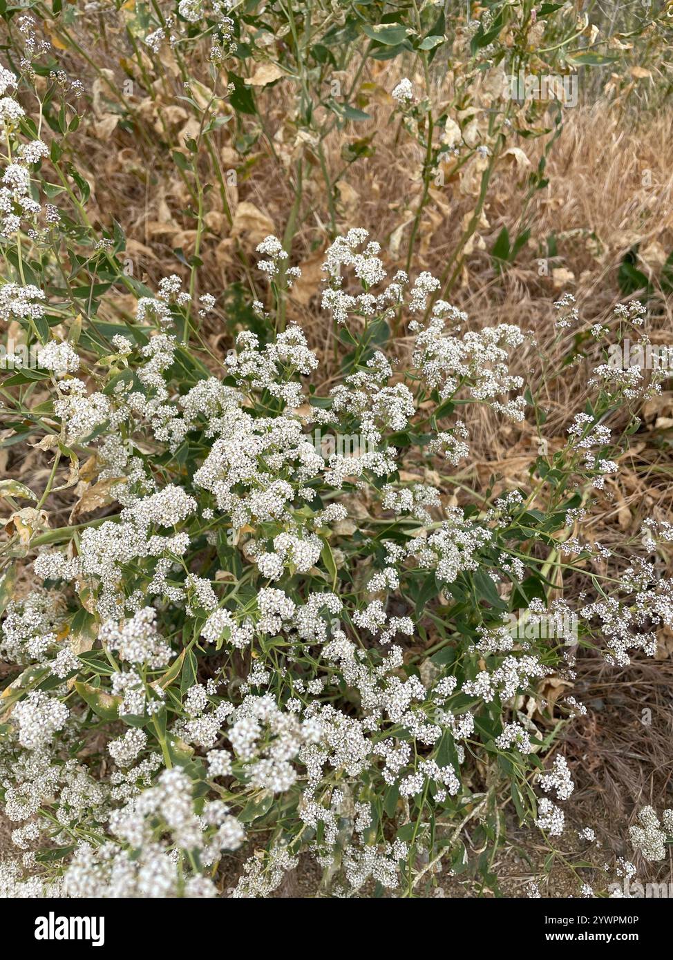 broadleaved pepperweed (Lepidium latifolium Stock Photo - Alamy