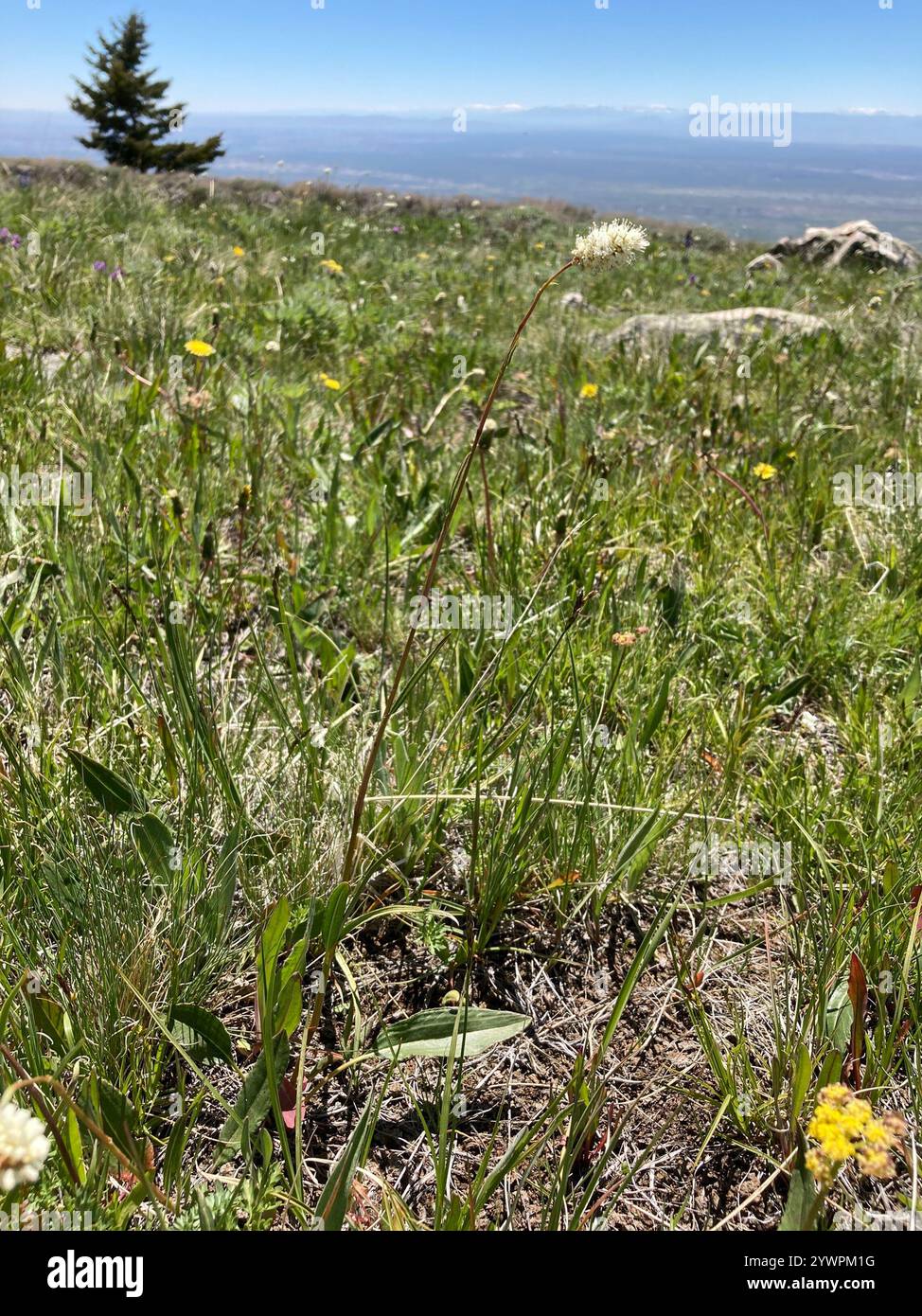 American bistort (Bistorta bistortoides Stock Photo - Alamy