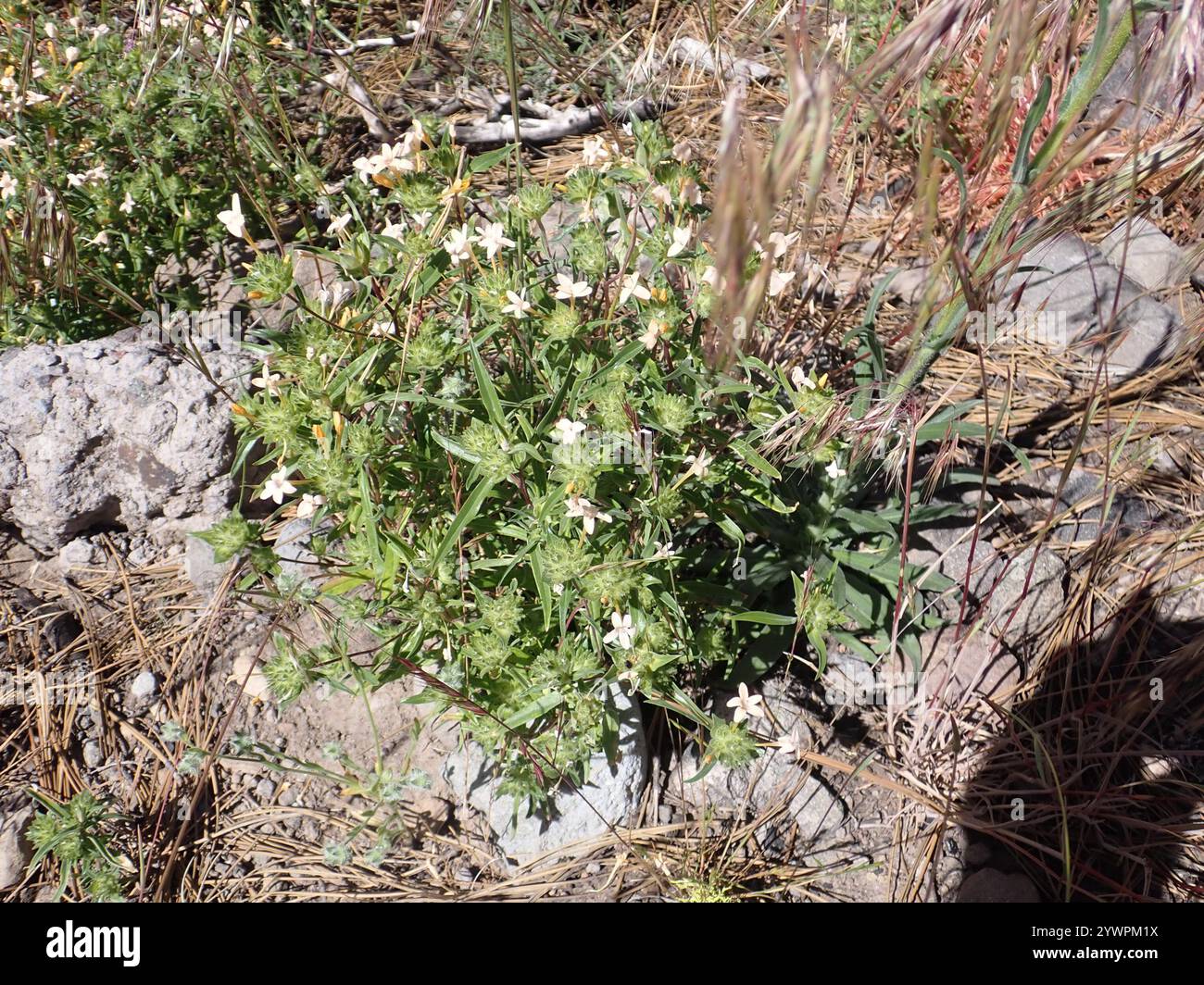 grand collomia (Collomia grandiflora Stock Photo - Alamy