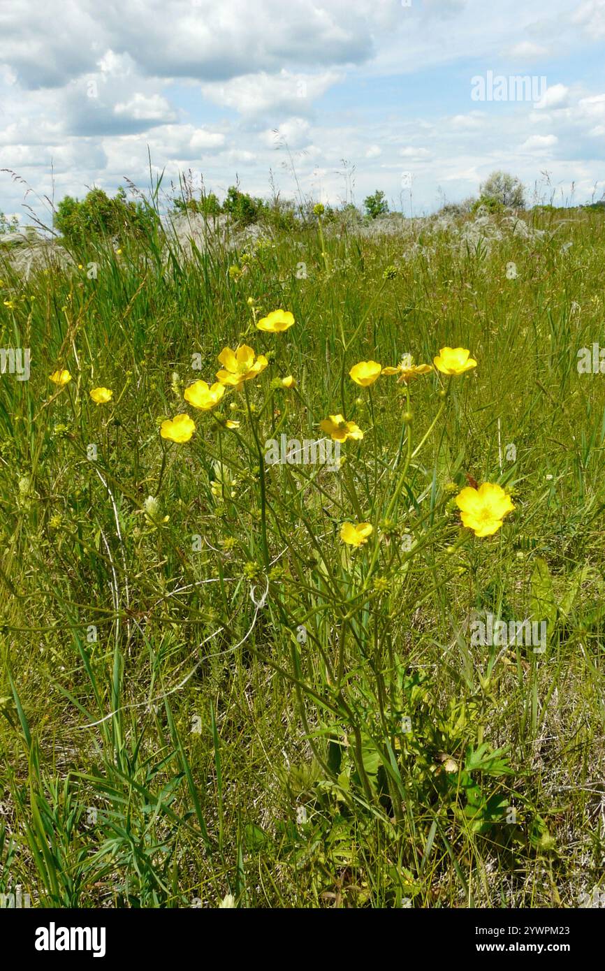 Multi-flowered Buttercup (Ranunculus polyanthemos Stock Photo - Alamy