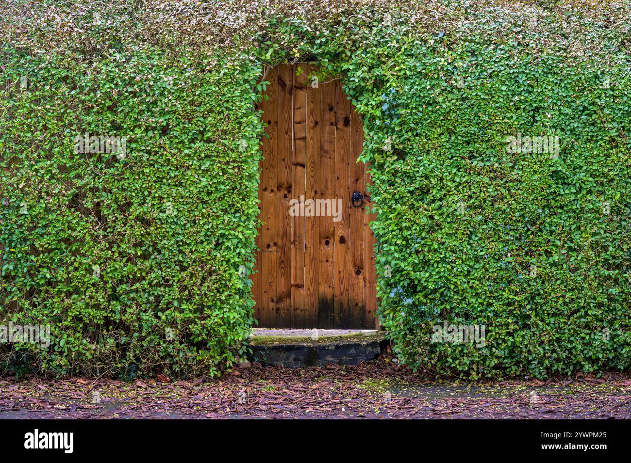 Gate in a hedge leading into a residential garden Stock Photo - Alamy